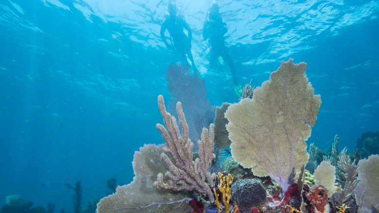 Situated Off The Coast Of Key Largo Is An Underrated Snorkeling Spot ...