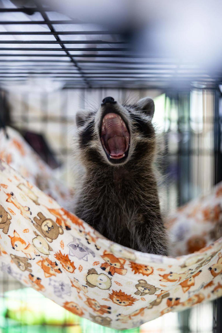 How this NC wildlife conservation center cares for the ‘underdogs'