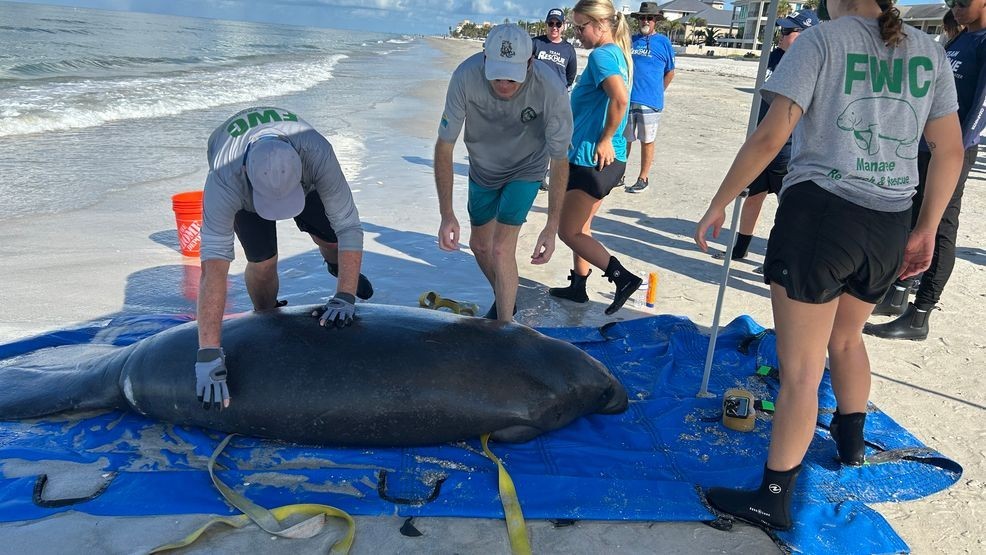Exhausted manatee rescued from Florida beach after aggressive mating ordeal
