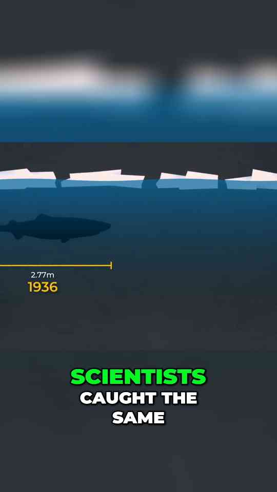 Centuries Old: Greenland Shark's Incredible Life Revealed