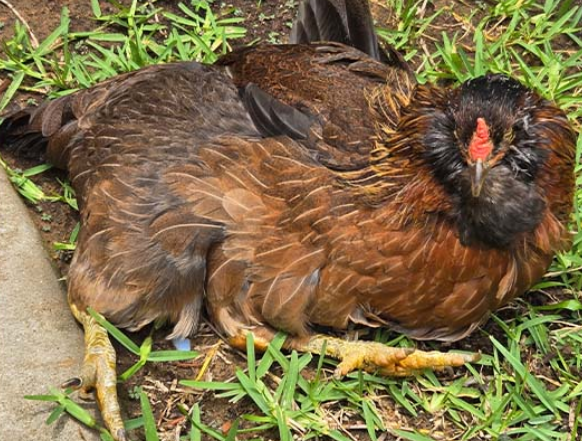 Meet Pearl: The oldest living Chicken in the world who enjoys wandering ...