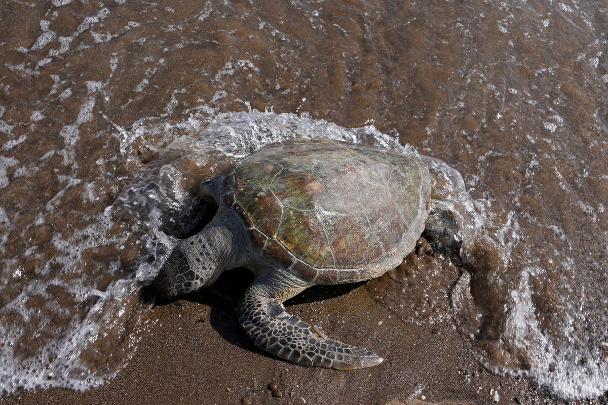 Experts alarmed as dead turtles with bleeding eyes wash up on Australia ...