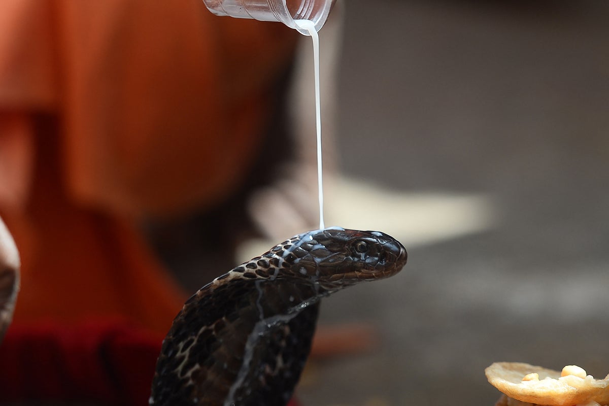 Snake species found capable of injecting venom even after death – with ...