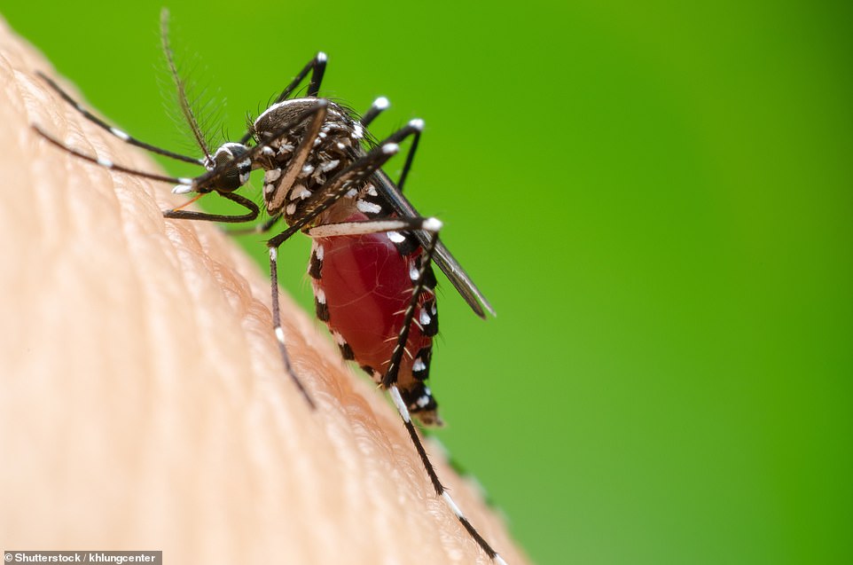 Dengue fever could head for Britain thanks to climate change