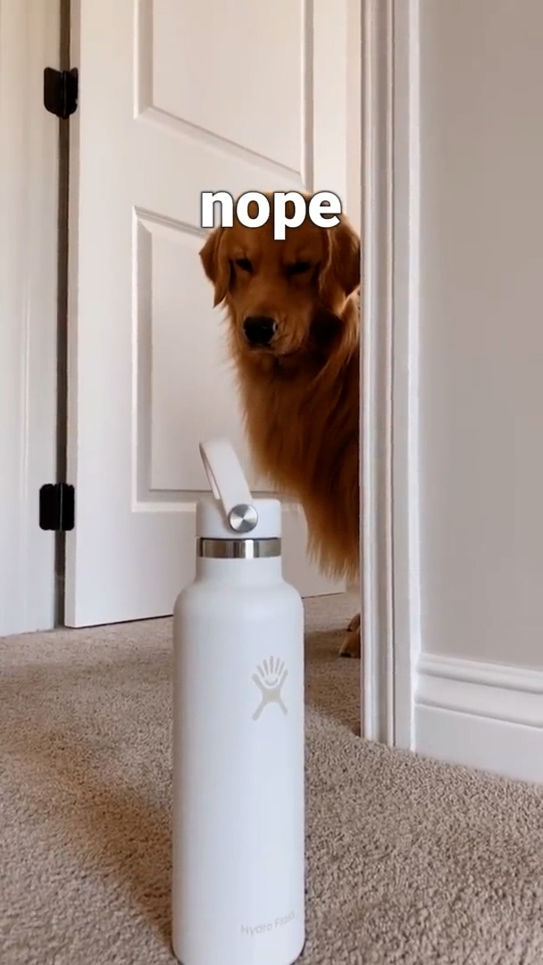 Golden Retriever and His Weird Habits