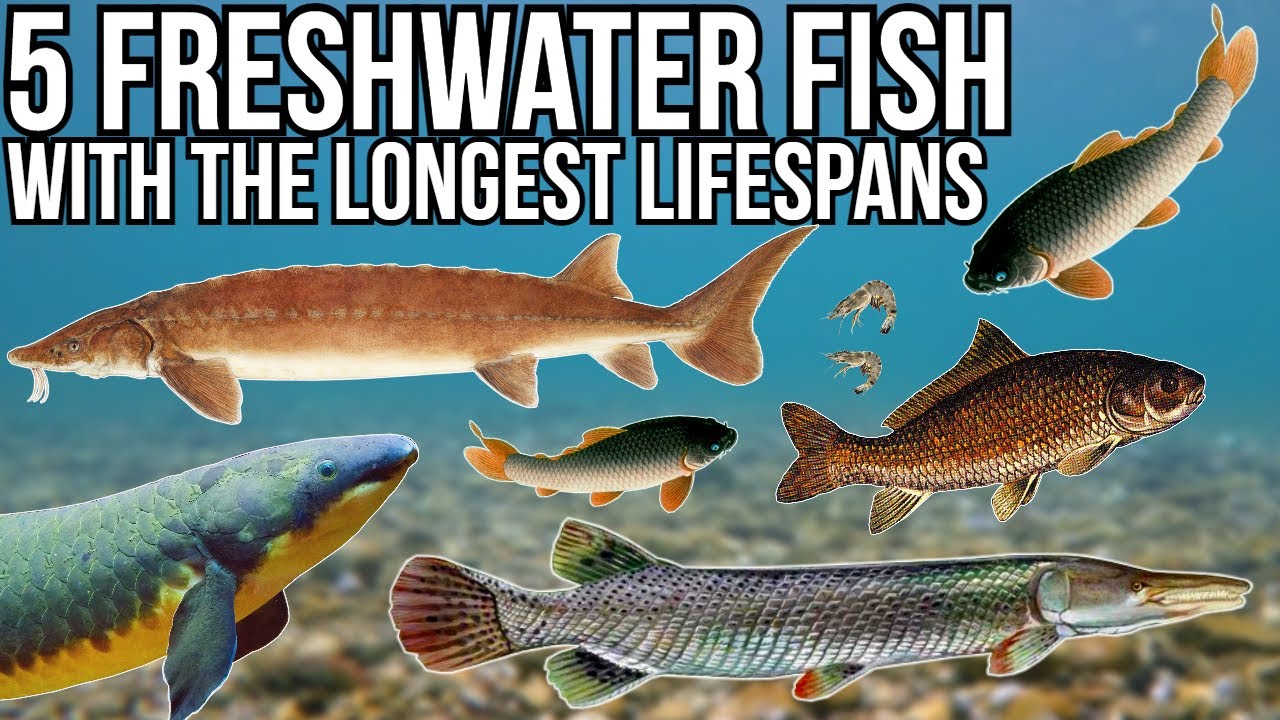 5 Freshwater Fish That Can Live for Decades