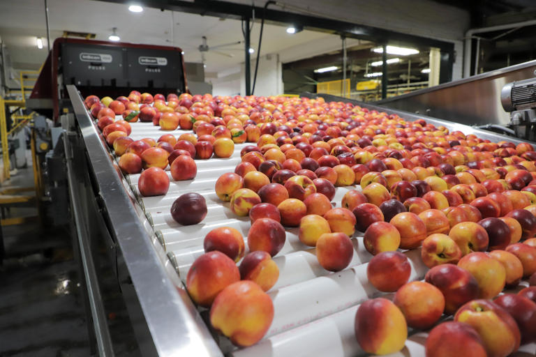 Photos: Visit the orchard and packing facility at middle Georgia's ...