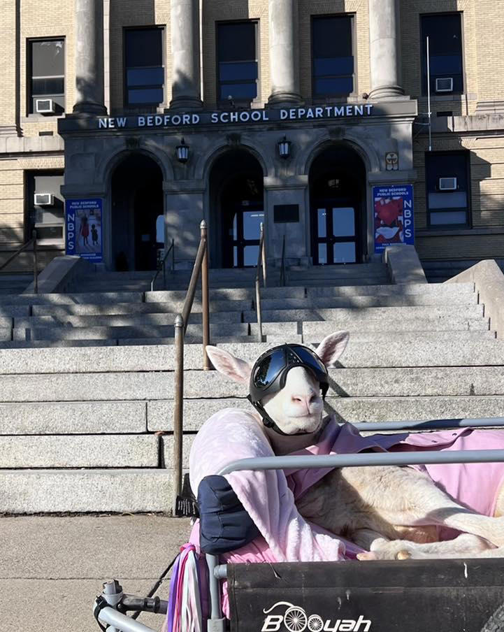 Disabled sheep gets custom-made cart, learns to drive it with her head