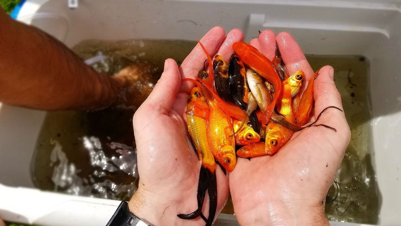 Saving Hundreds of Stranded Fish from Certain Death