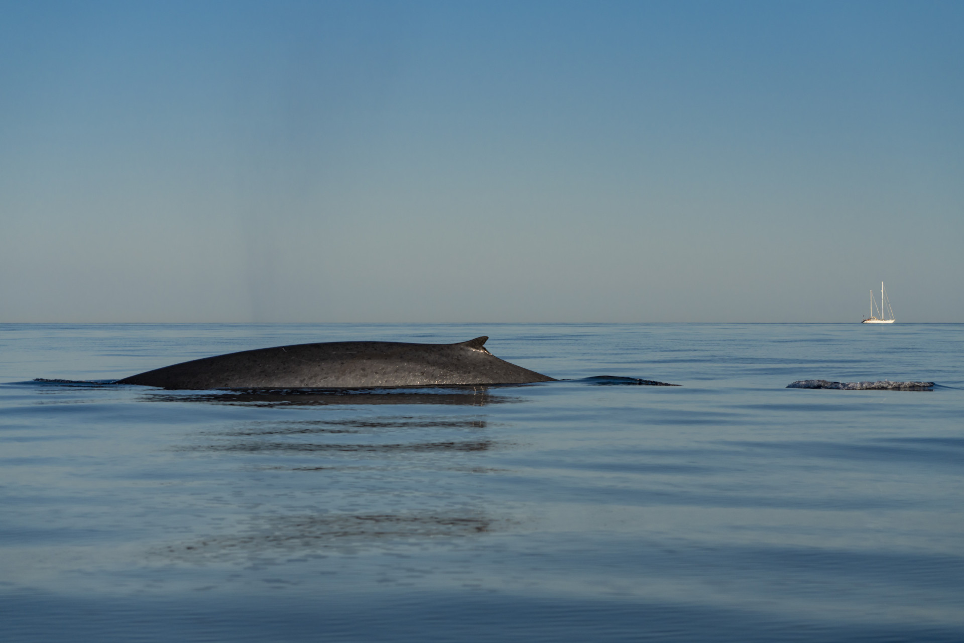 Meet the largest animals on Earth