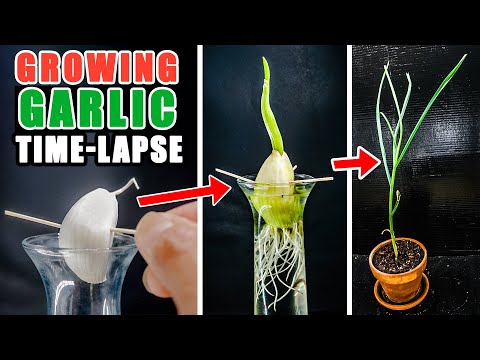 Rooting and Growing Garlic Plant From Clove (42 Days Time Lapse)