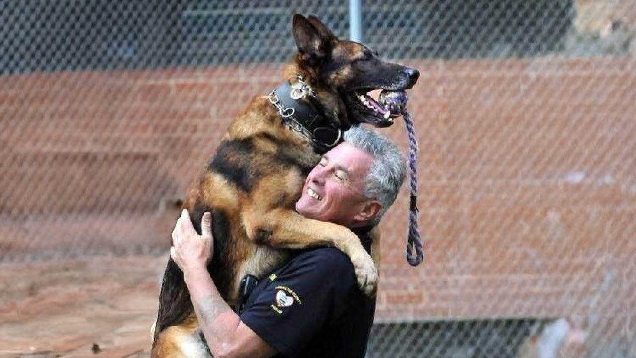 Dogs Go Wild When Military Heroes Return Home
