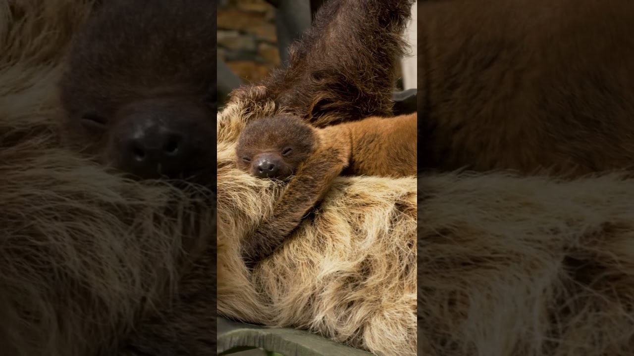 Sweet Baby Sloth Hangs Out in Pure Adorableness