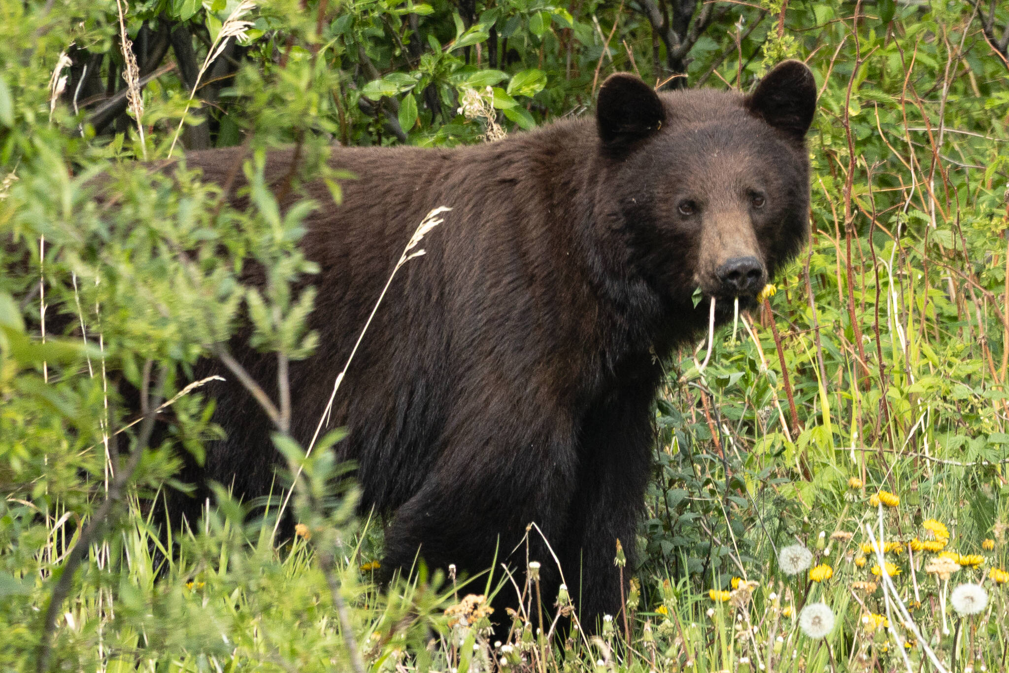 Weekly Wonder: Bears: Beloved fuzzy Juneau residents — Part 1
