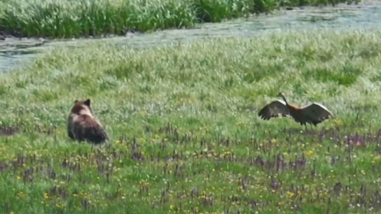 Paws off! Brave bird chases after grizzly bear to protect nest