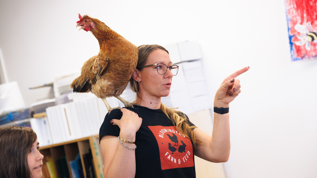 America's backyard chicken boom explained