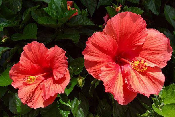 Health Benefit of Hibiscus Flower for Your Hair