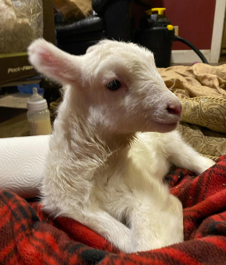 Disabled sheep gets custom-made cart, learns to drive it with her head