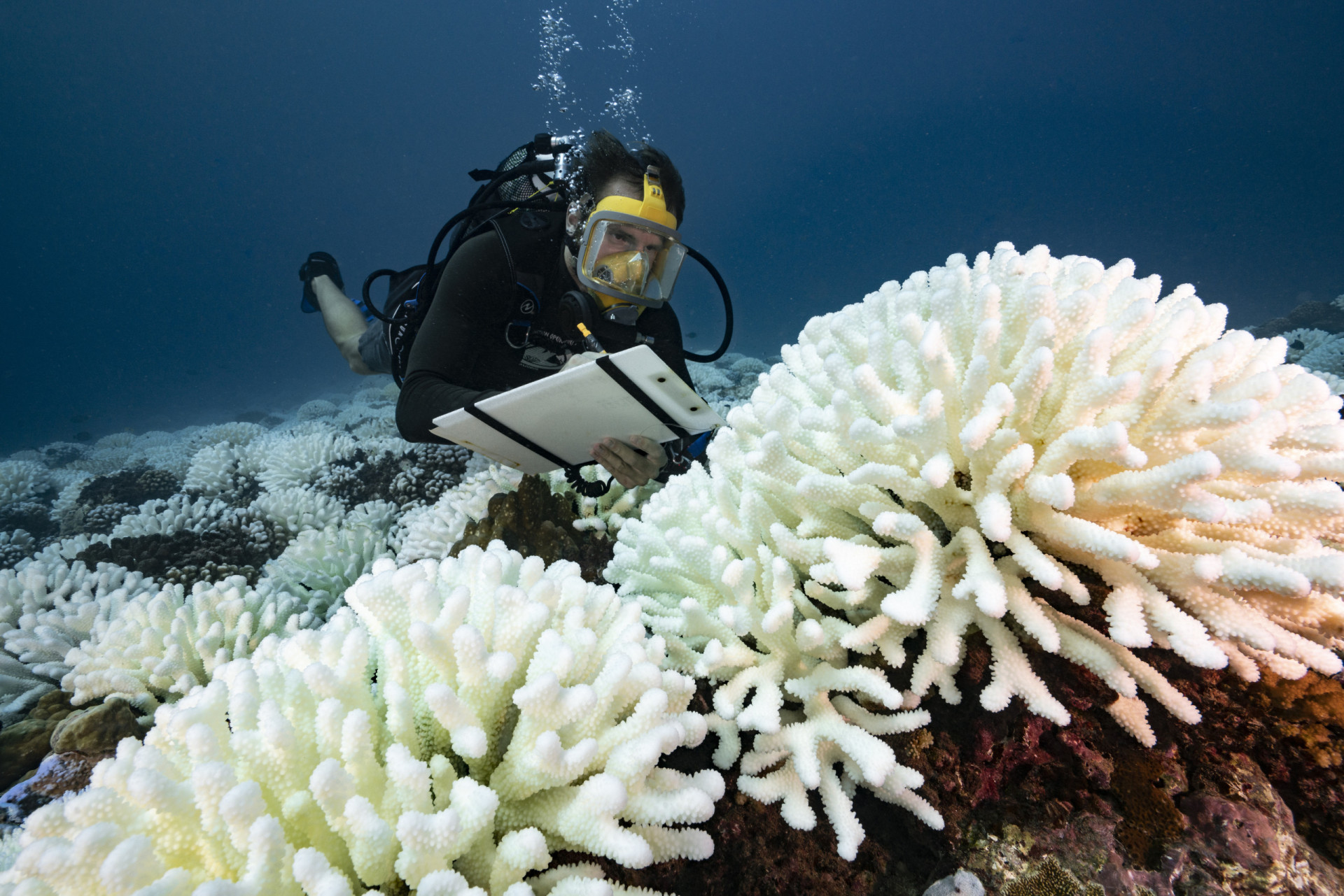 Why coral reefs are disappearing
