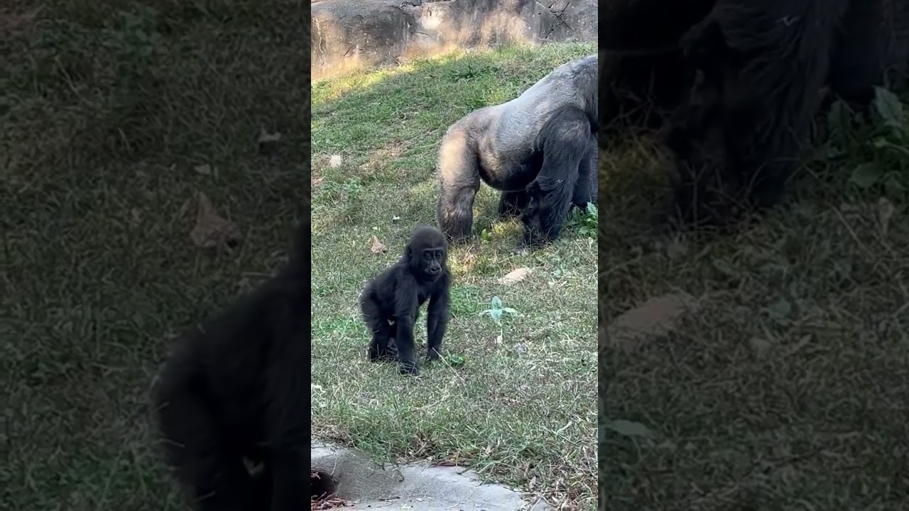Baby gorilla bonds with dad in heartwarming play