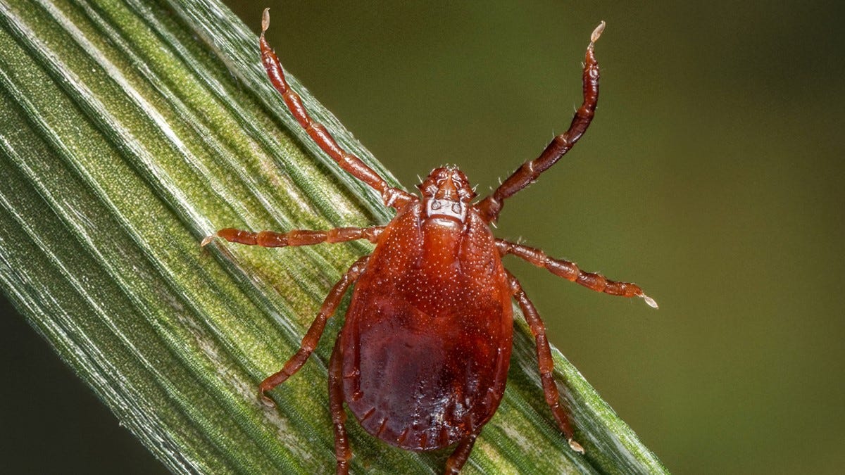 Invasive tick that can kill cattle found near Cincinnati. Meet the ...