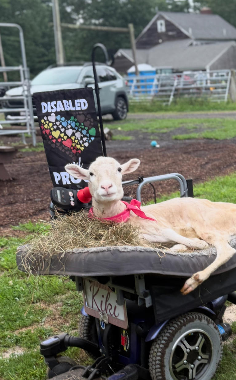 Disabled sheep gets custom-made cart, learns to drive it with her head