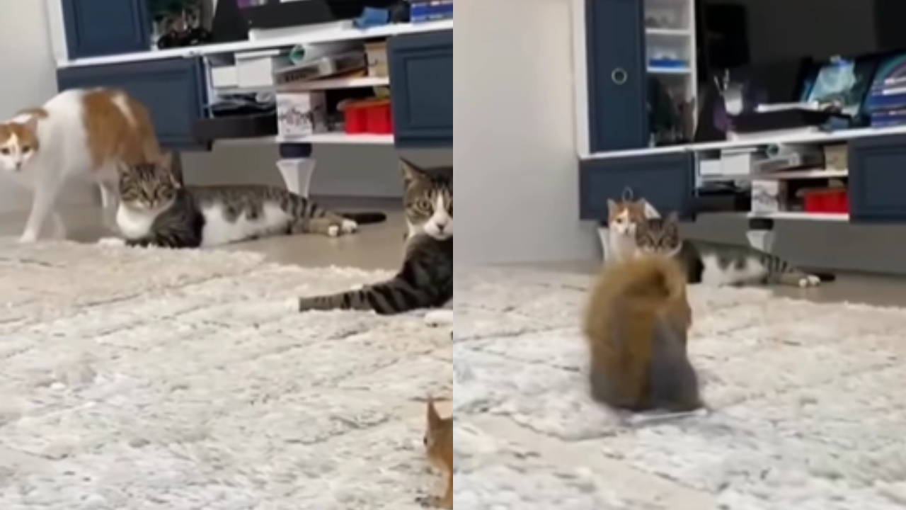 Classic Uno Reverse! Hilarious Video Shows Squirrel Chasing Away Cats ...