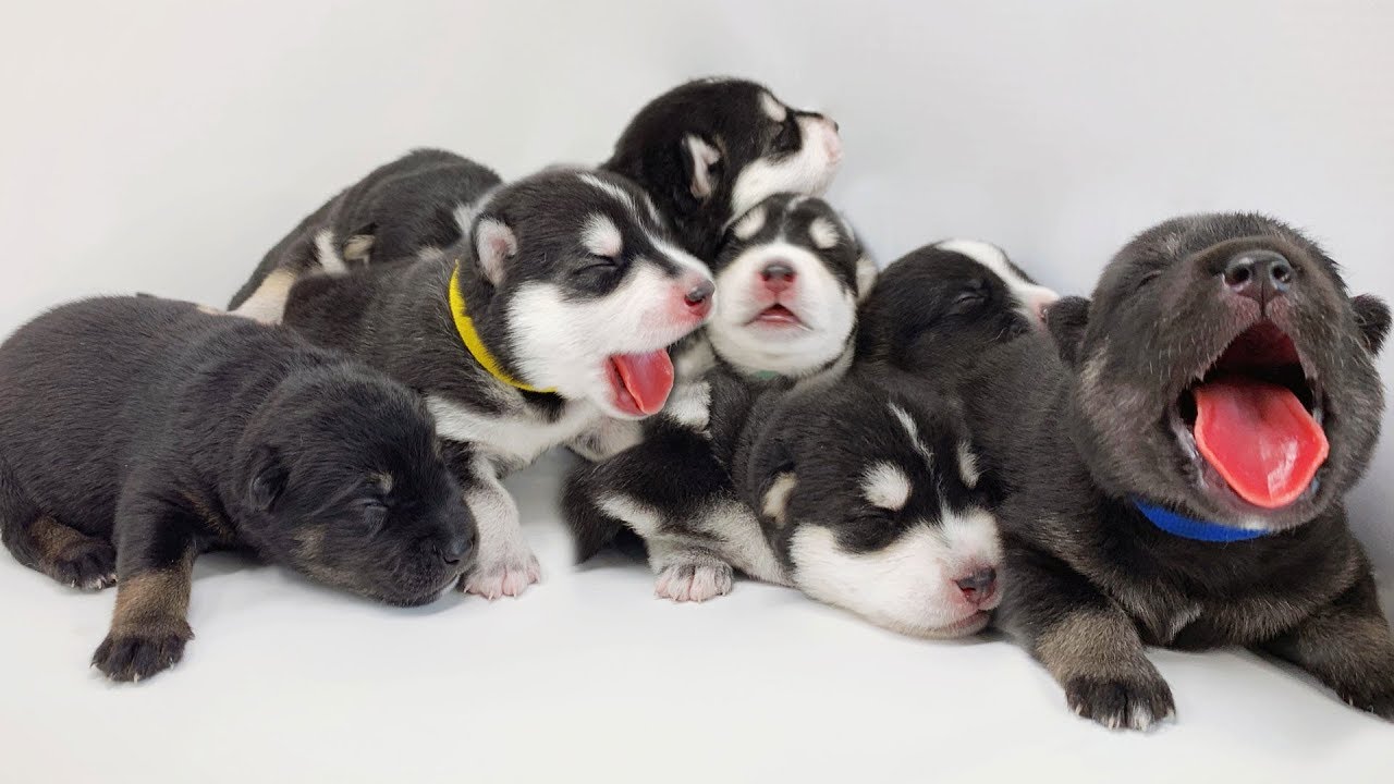 One-week-old puppies show growth and progress update