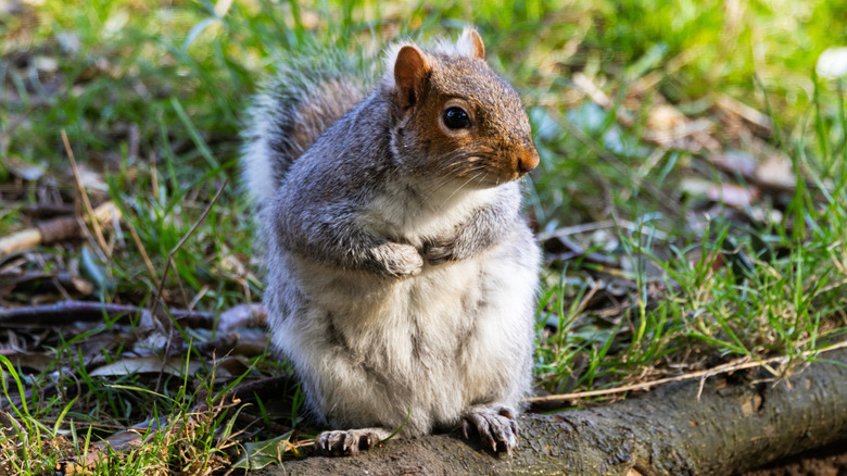 What Causes 'Zombie Squirrels' & What Should You Do If You See One?