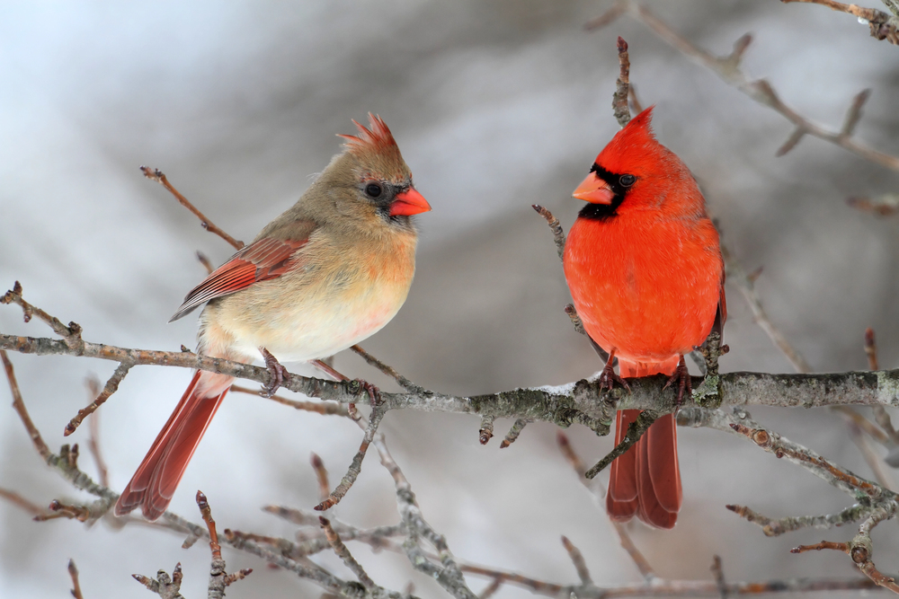15 Bird Species with Bizarre Behavior