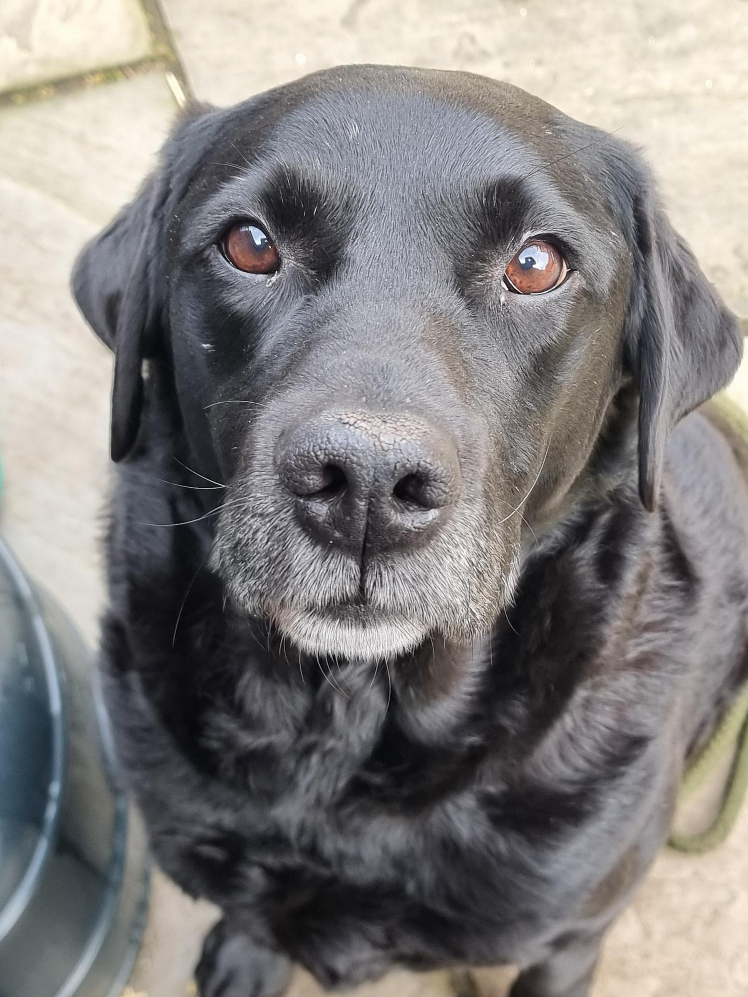 Energetic labrador back on his paws following spinal surgery