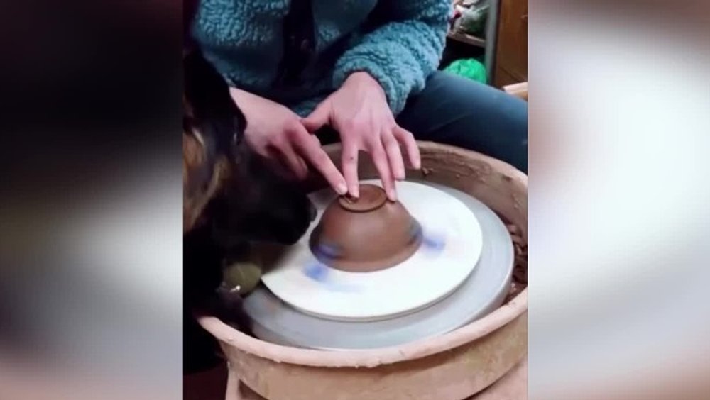 Hund will Töpfern und geht viral