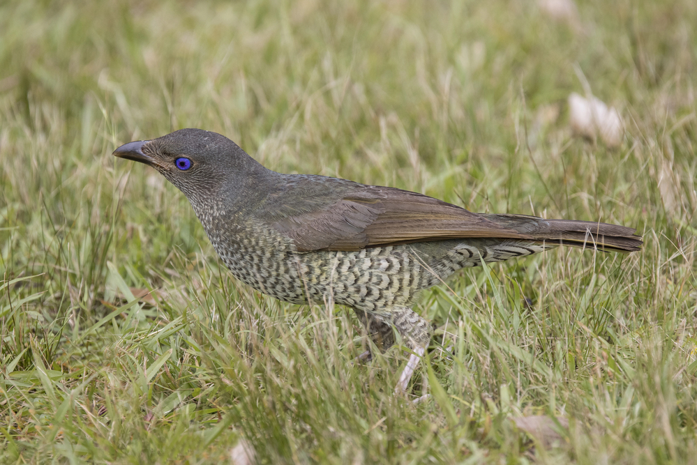15 Bird Species with Bizarre Behavior