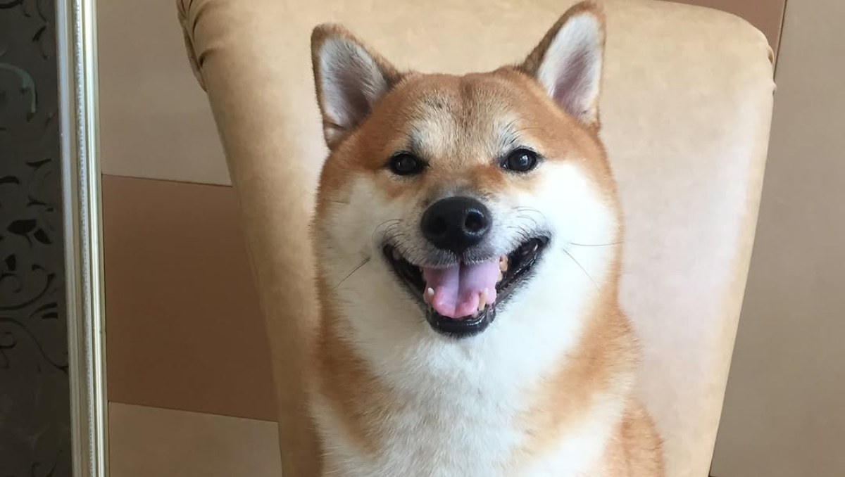 'Cheems', el perrito más viral de internet, manda mensaje tras dos años ...