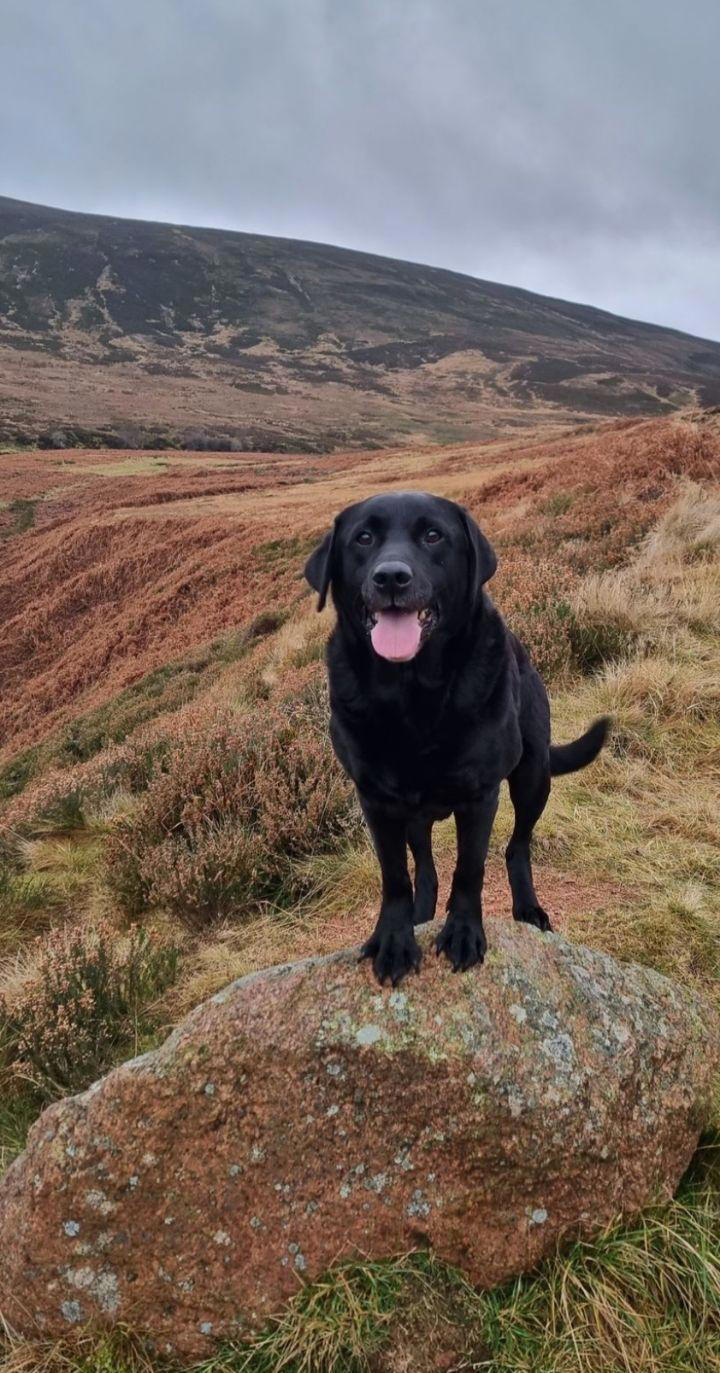 Energetic labrador back on his paws following spinal surgery