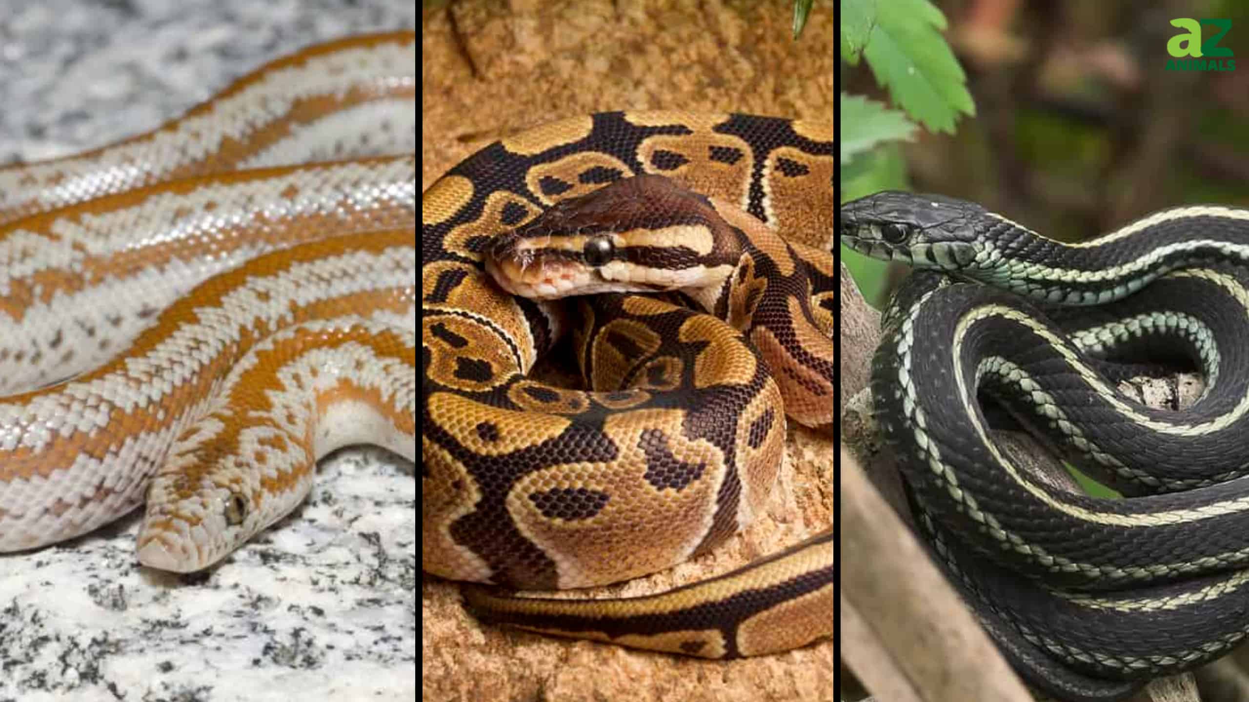 Hate Snakes? Then Snake Island Would be a Literal Hell on Earth