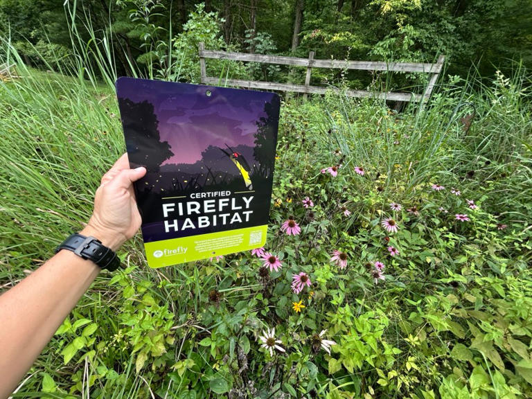 As firefly sightings decline, here’s how to create a certified habitat