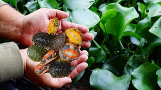 Hundreds Of Cute Baby Turtles For Exotic Farm