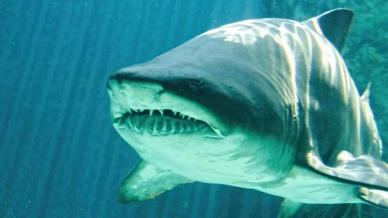 5 shark species that make the ocean even more incredible