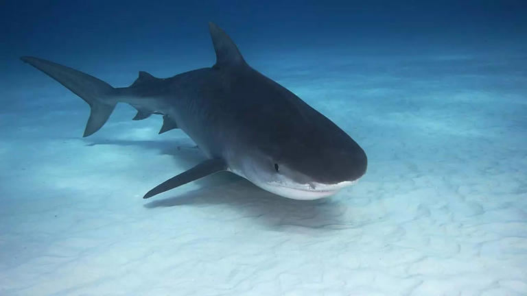 5 shark species that make the ocean even more incredible