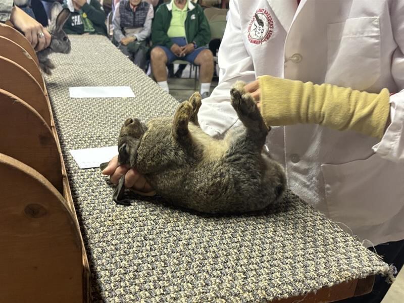 How do you judge a rabbit at the fair? It’s more complicated than you ...