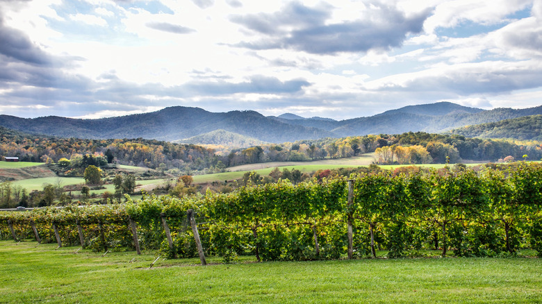 15 Virginia Wines Every Enthusiast Should Try