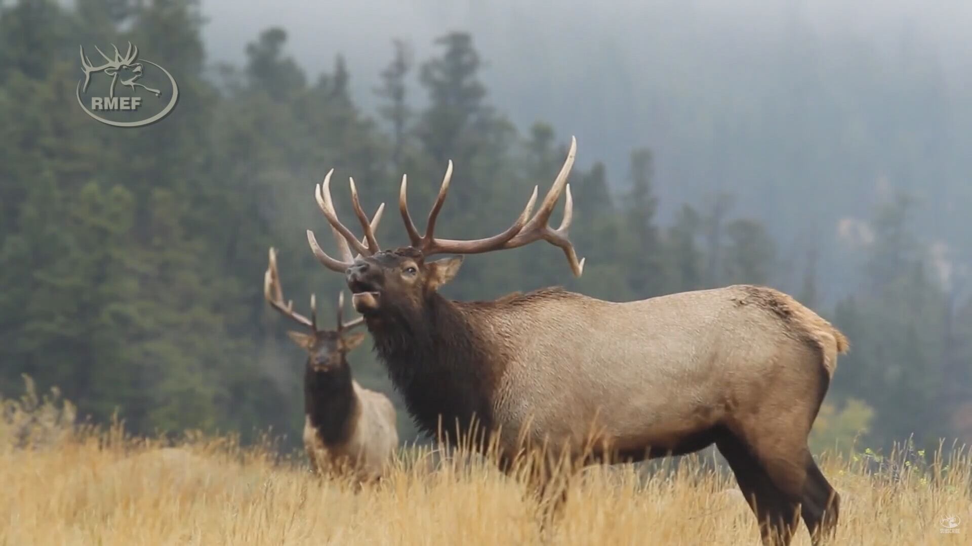 ‘People should leave it alone.’ Elk reported missing from TN property