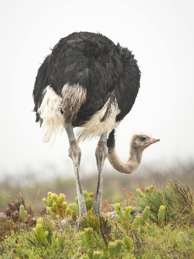 14 Animals Known For Having The Longest Legs