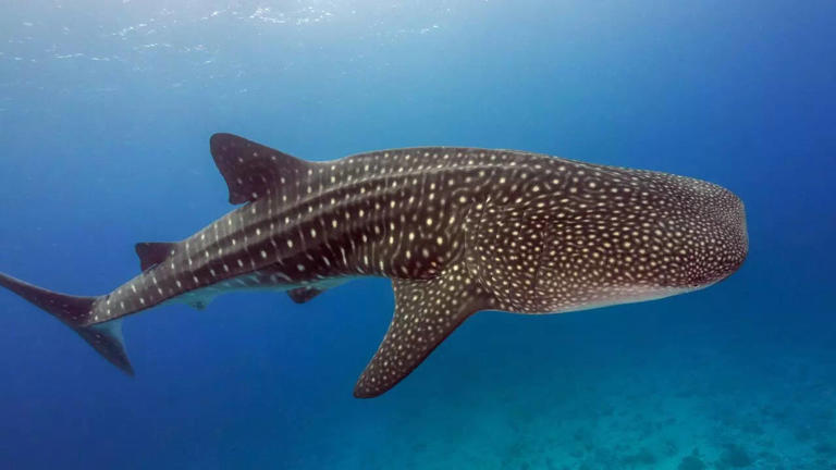 5 shark species that make the ocean even more incredible