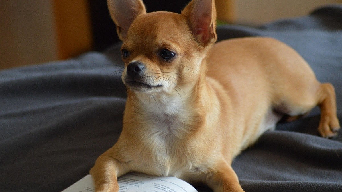¿Cuánto tiempo vivirá tu perro? Razas con la esperanza de vida más ...
