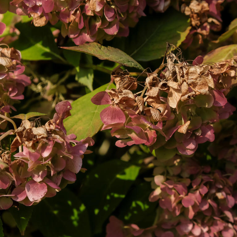 I've seen more hydrangeas turning brown than ever this year – here's ...