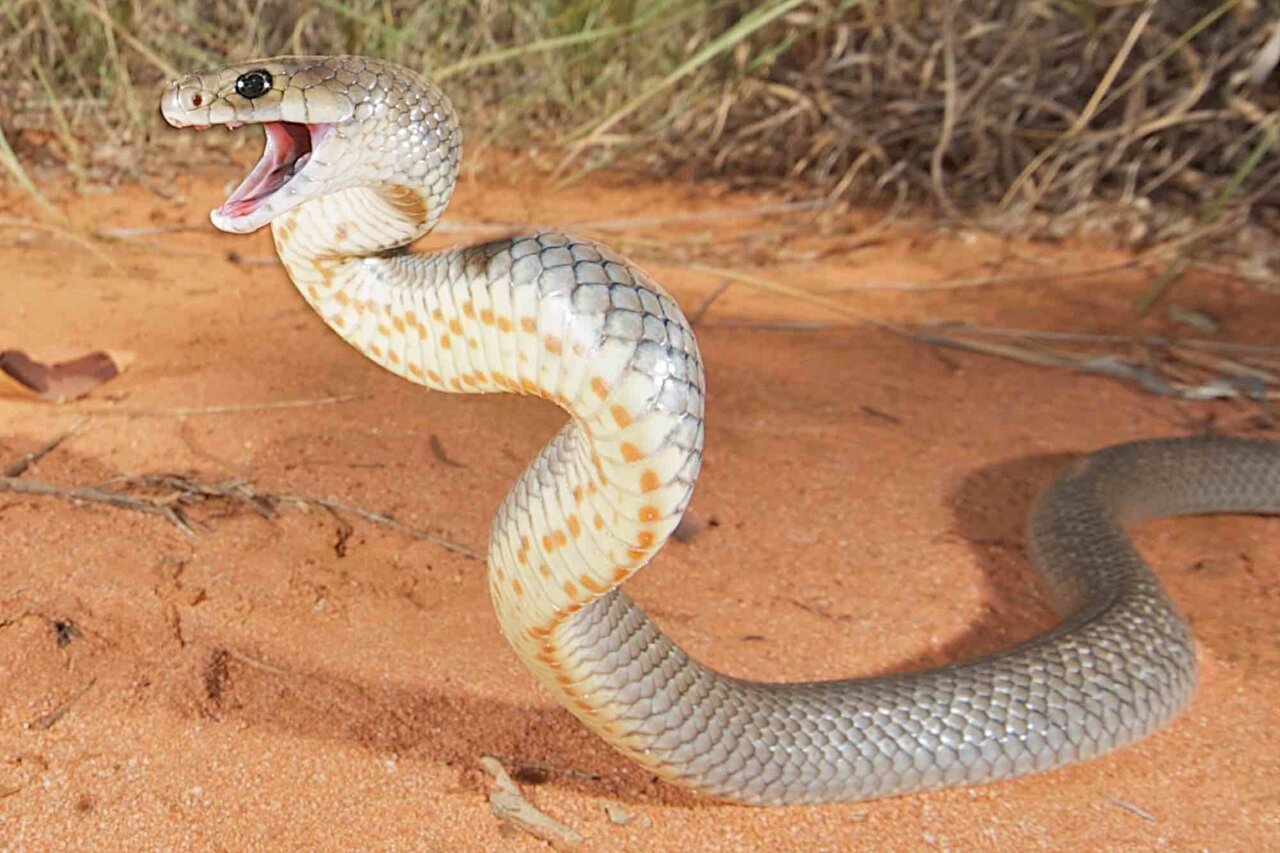 Blood clot finding raises questions about snakebite treatment