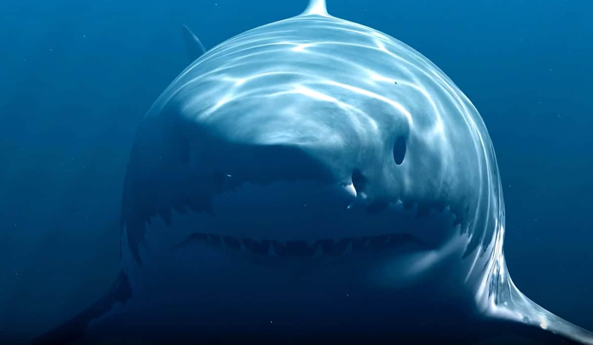 The Megalodon Was Truly a Massive Monster of the Sea