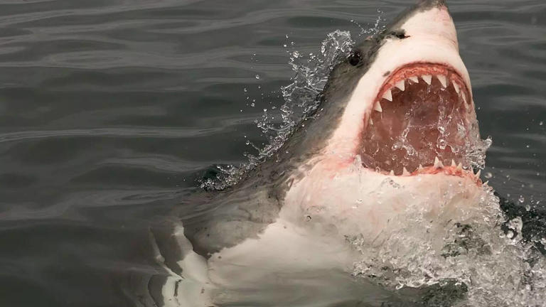 5 shark species that make the ocean even more incredible